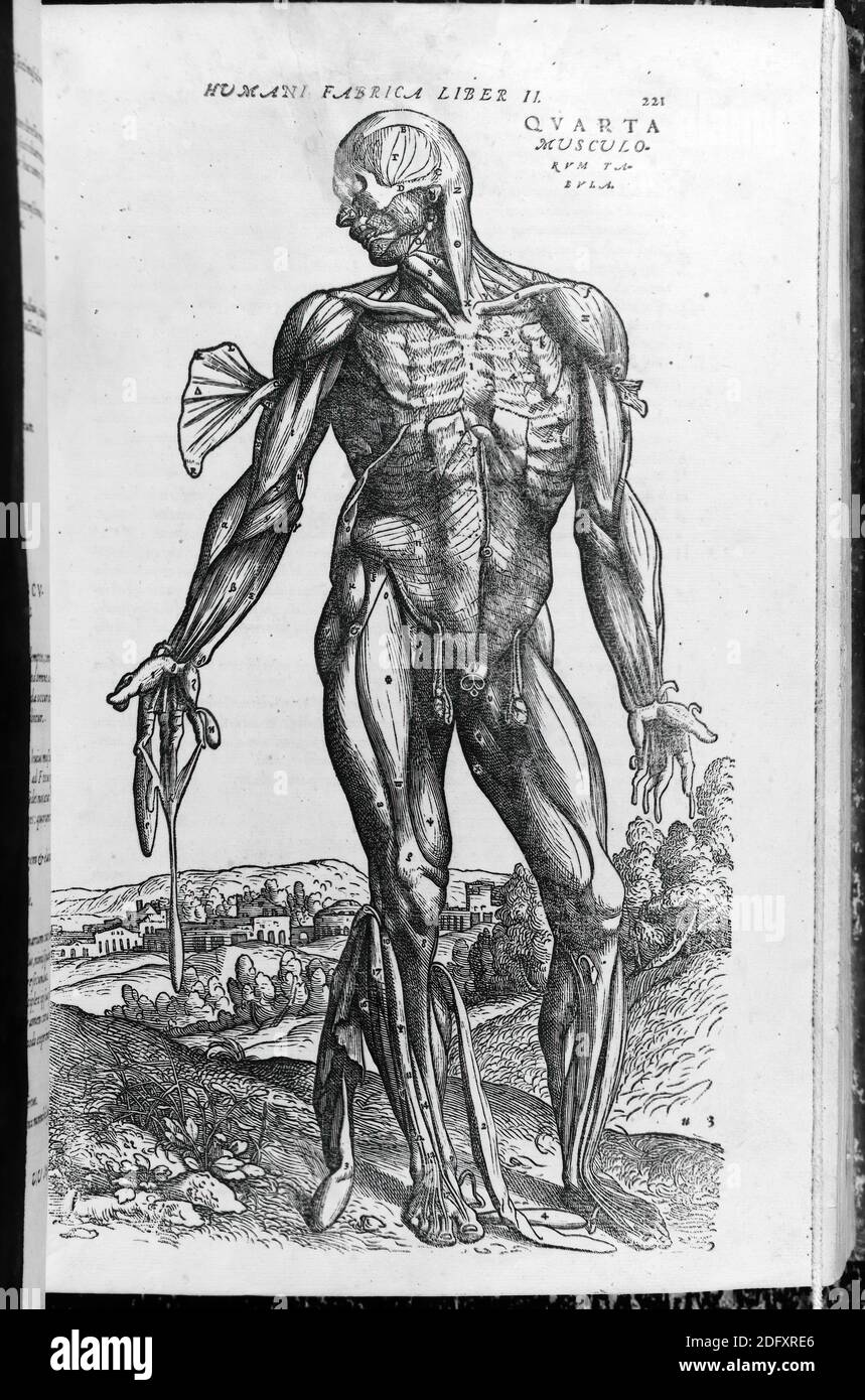 Human anatomy showing male muscles and organs by Vesalius, Renaissance ...