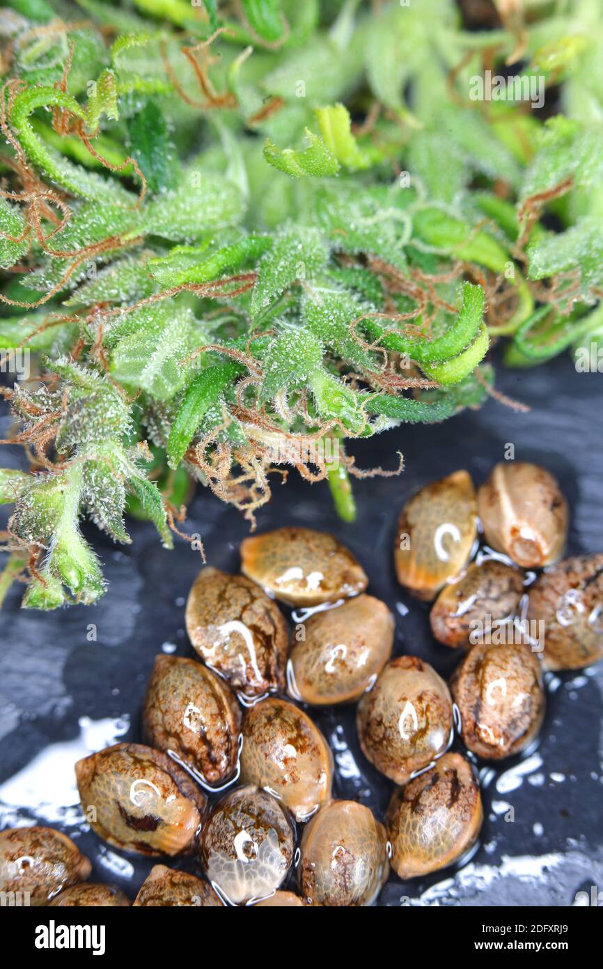 close up hemp seed in the inflorescence of the plant. medical cannabis ...