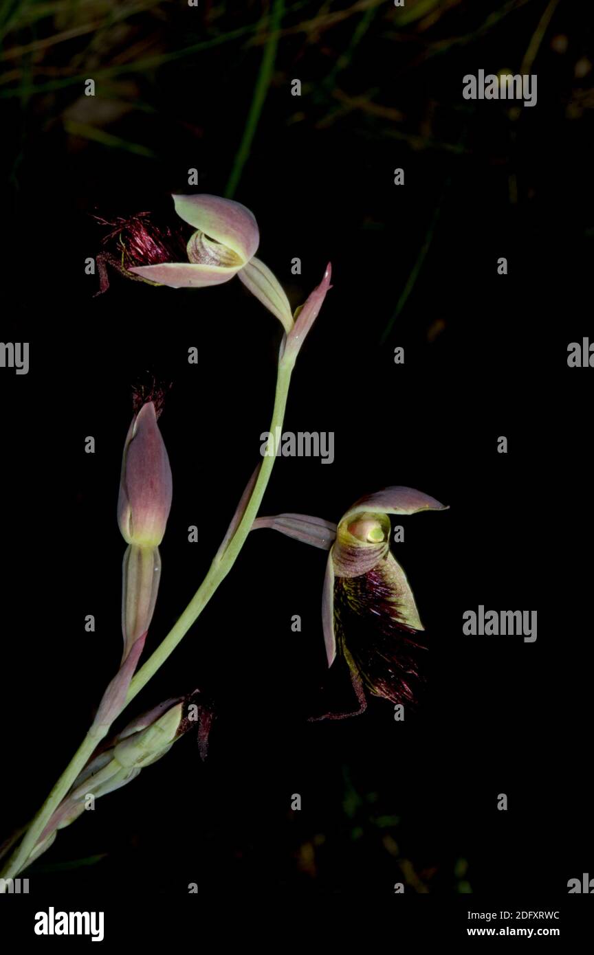 Australian orchids hi-res stock photography and images - Alamy