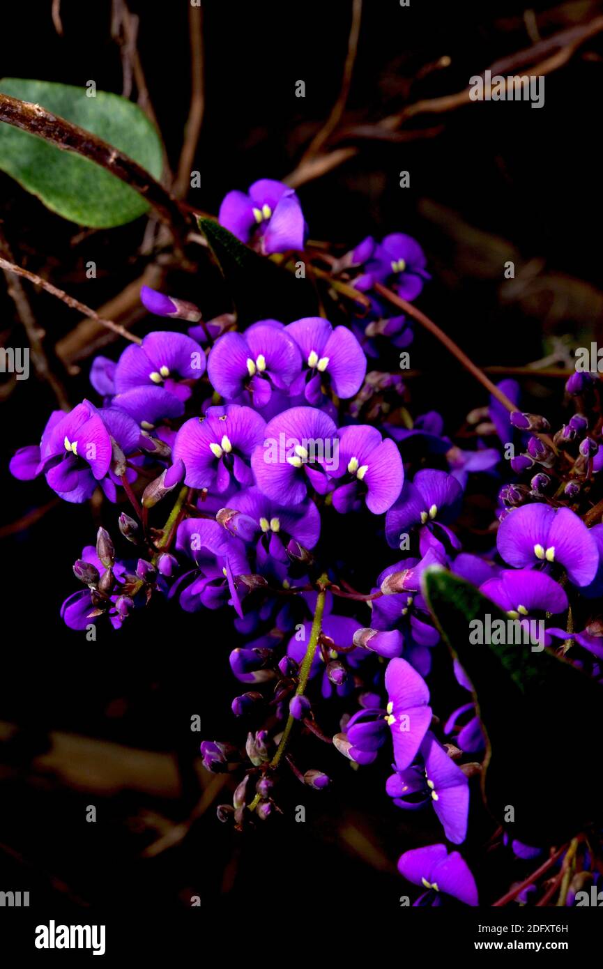 Australian creeper hi-res stock photography and images - Alamy