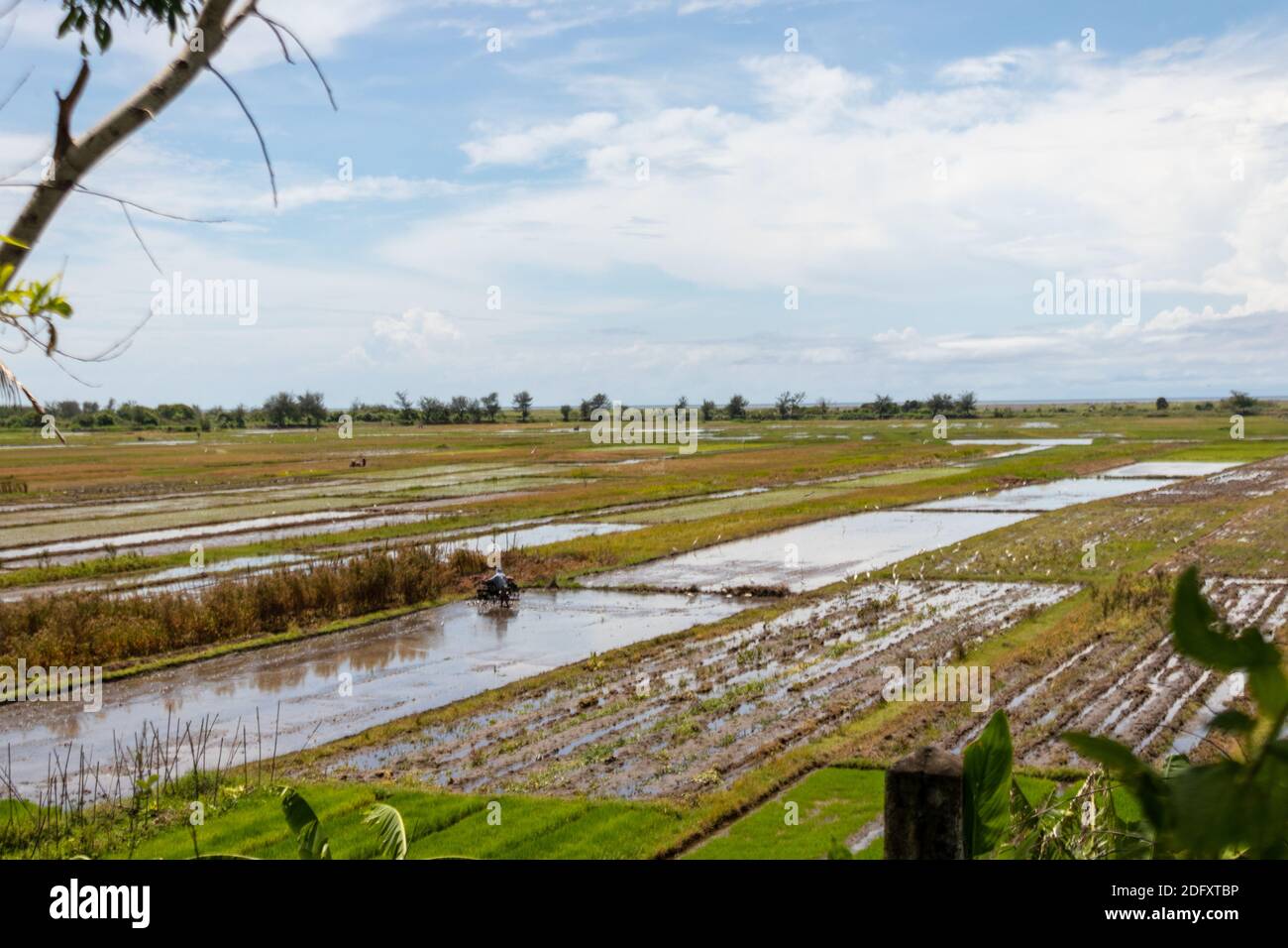 A stretch of rice field with a clear sky Stock Photo - Alamy
