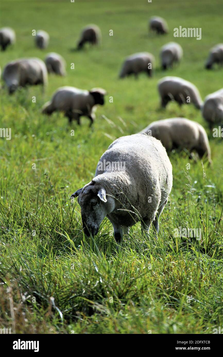 sheep and lambs Stock Photo - Alamy