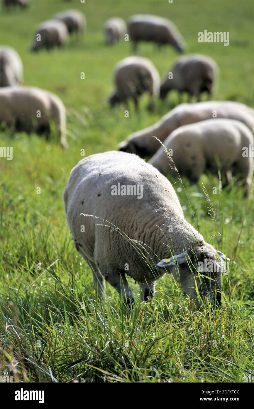 sheep and lambs Stock Photo - Alamy