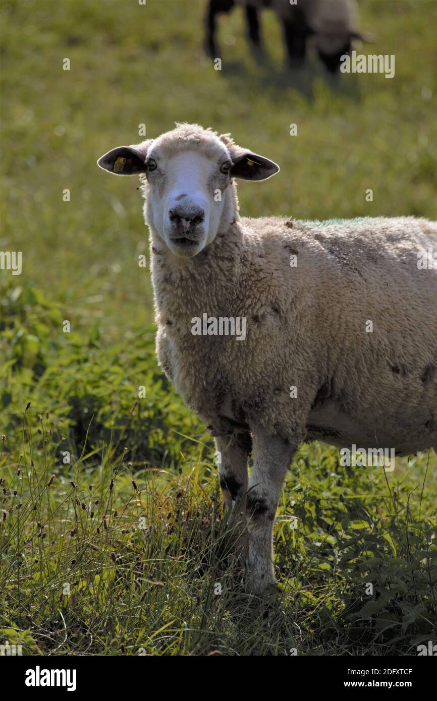 sheep and lambs Stock Photo - Alamy