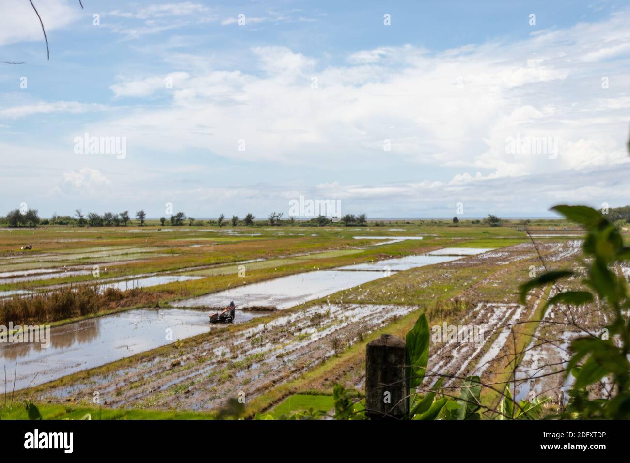 A stretch of rice field with a clear sky Stock Photo - Alamy