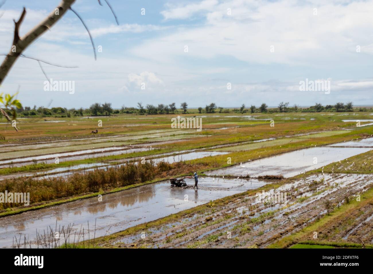 A stretch of rice field with a clear sky Stock Photo - Alamy