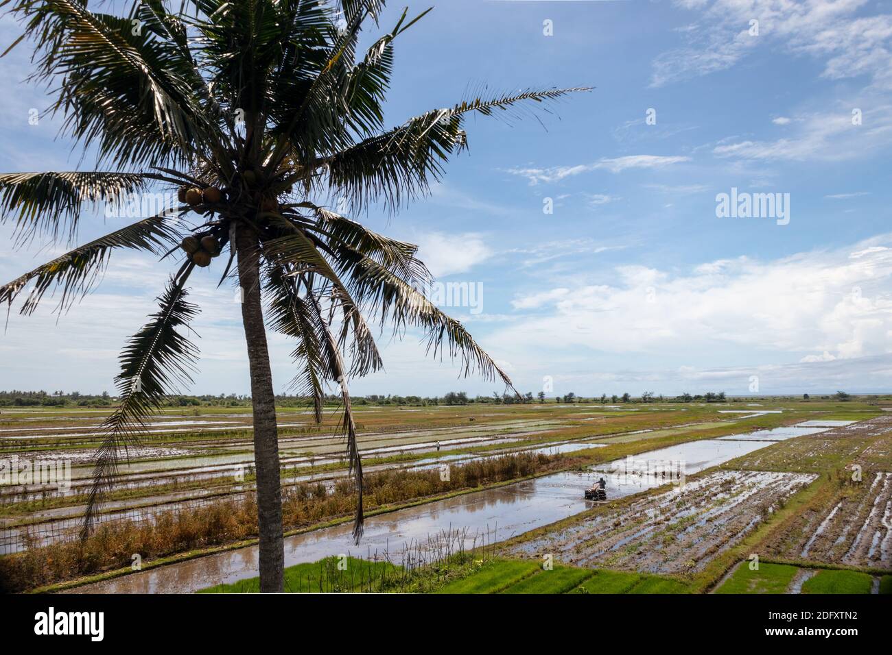 A stretch of rice field with a clear sky Stock Photo - Alamy