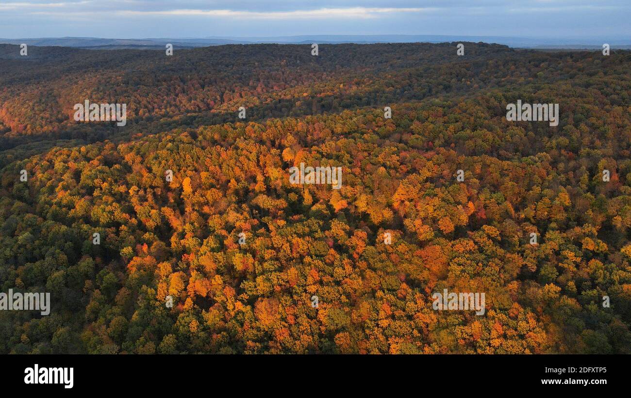 The forest in the colors of autumn at sunset Stock Photo - Alamy