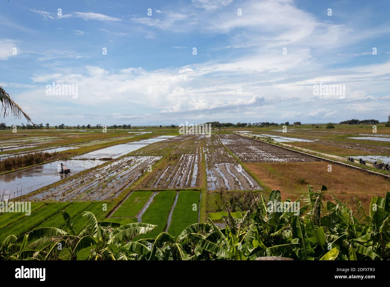 A stretch of rice field with a clear sky Stock Photo - Alamy