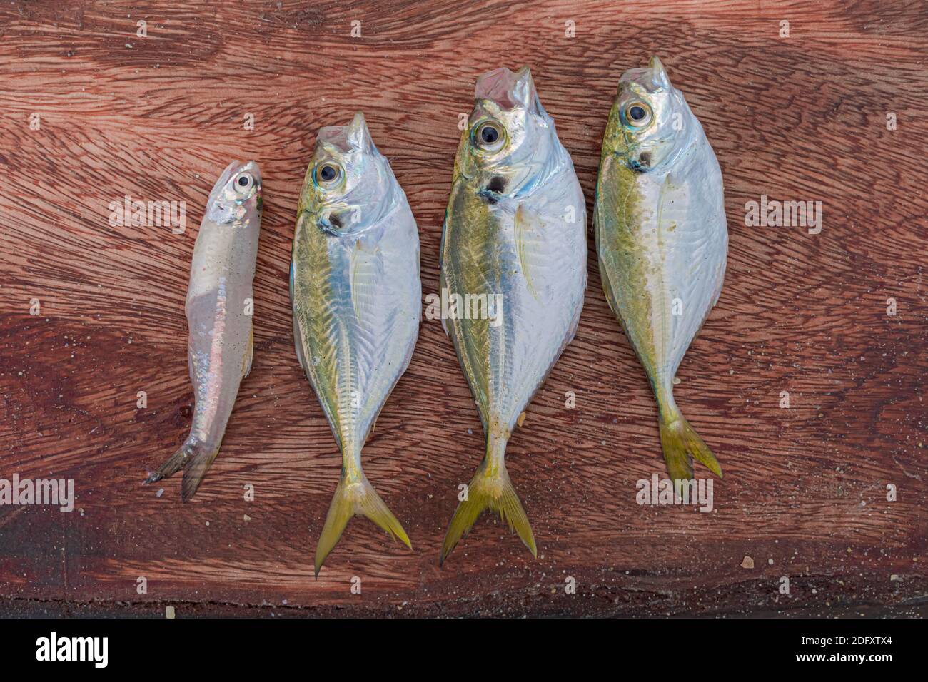 Culinary photo of fresh catch fishes kept side by side on wooden ...