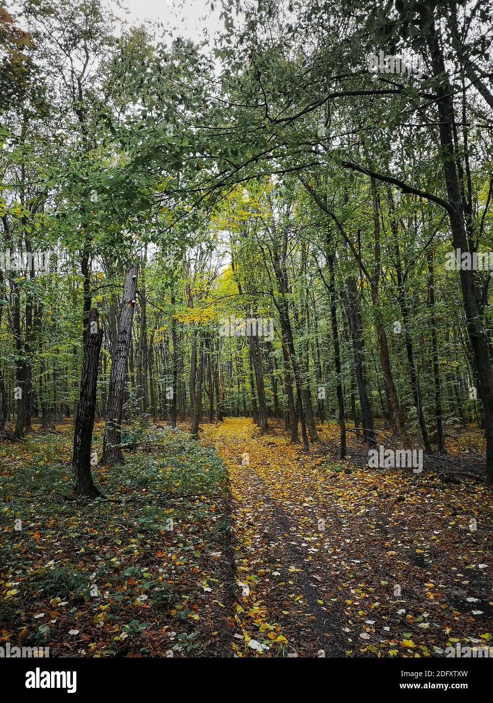The forest with leaves that begin to fall on an autumn day Stock Photo ...