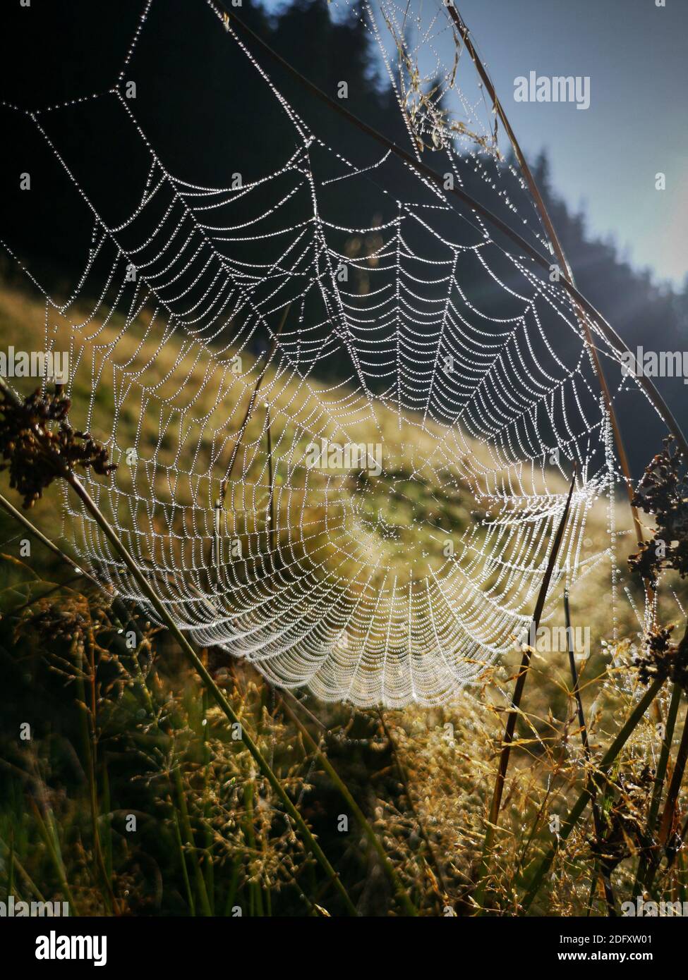 Spider web with dew drops in the morning light Stock Photo - Alamy