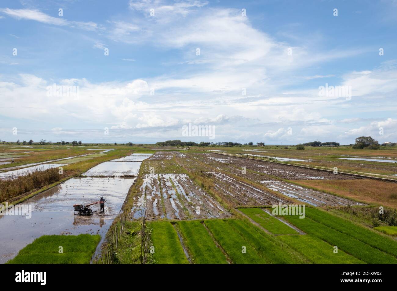 A stretch of rice field with a clear Stock Photo - Alamy