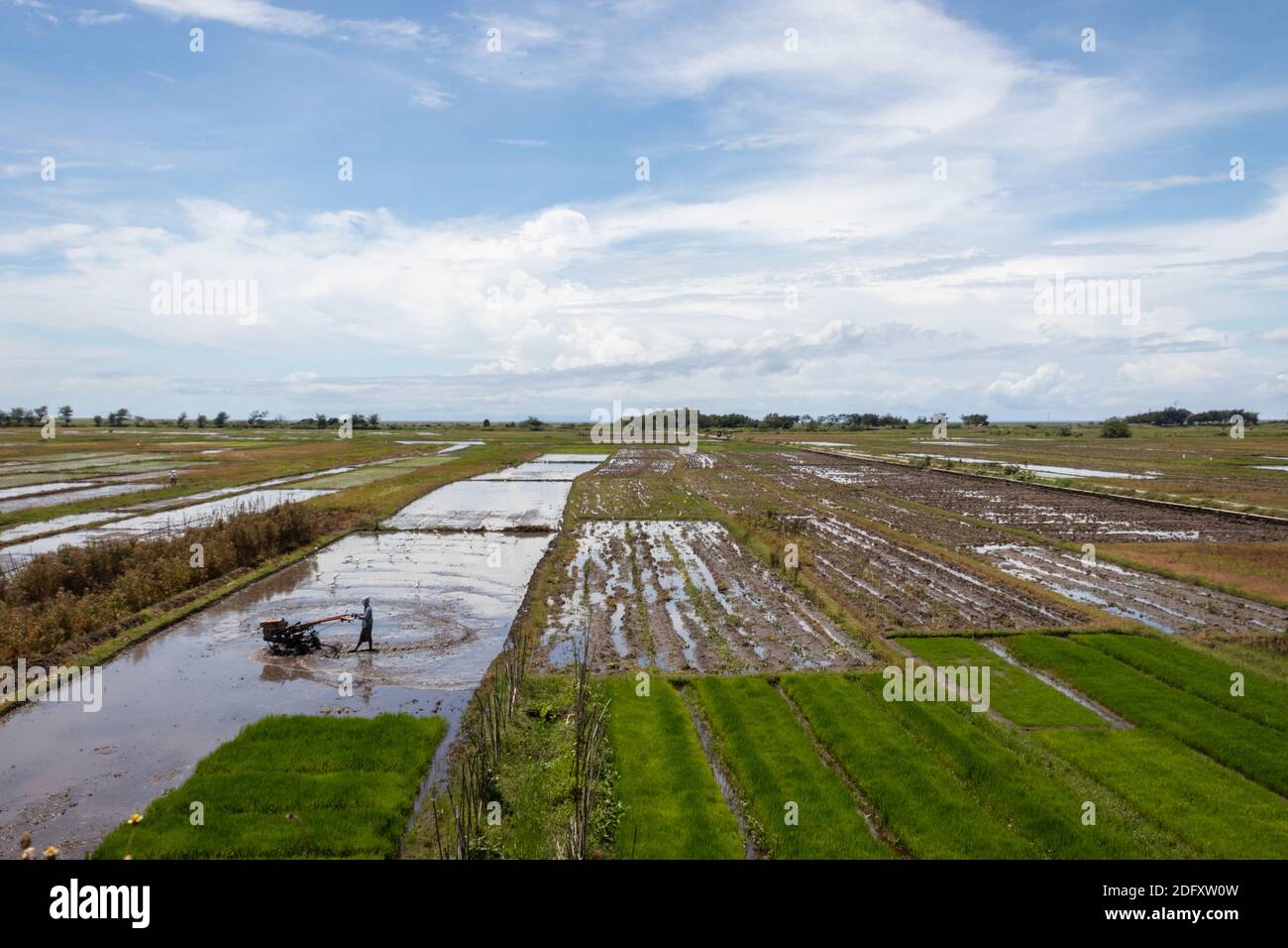 A stretch of rice field with a clear Stock Photo - Alamy