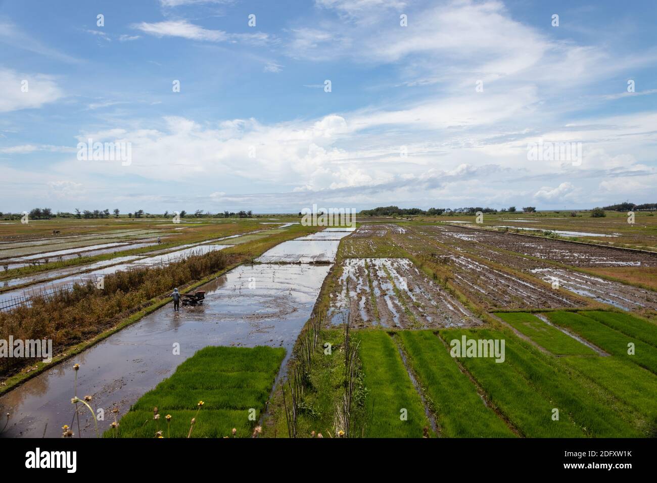 A stretch of rice field with a clear Stock Photo - Alamy