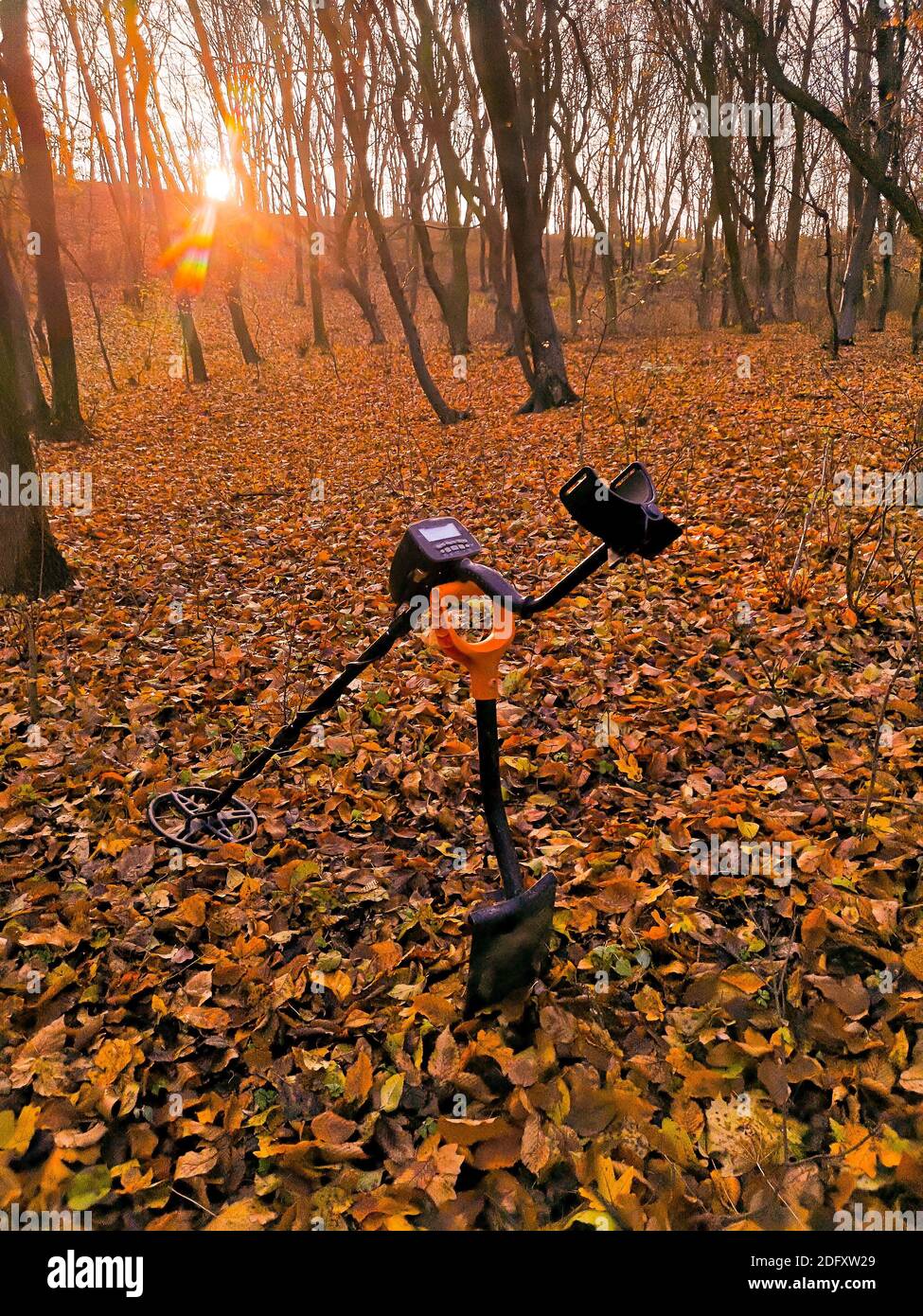 Metal detecting in the woods hi-res stock photography and images - Alamy