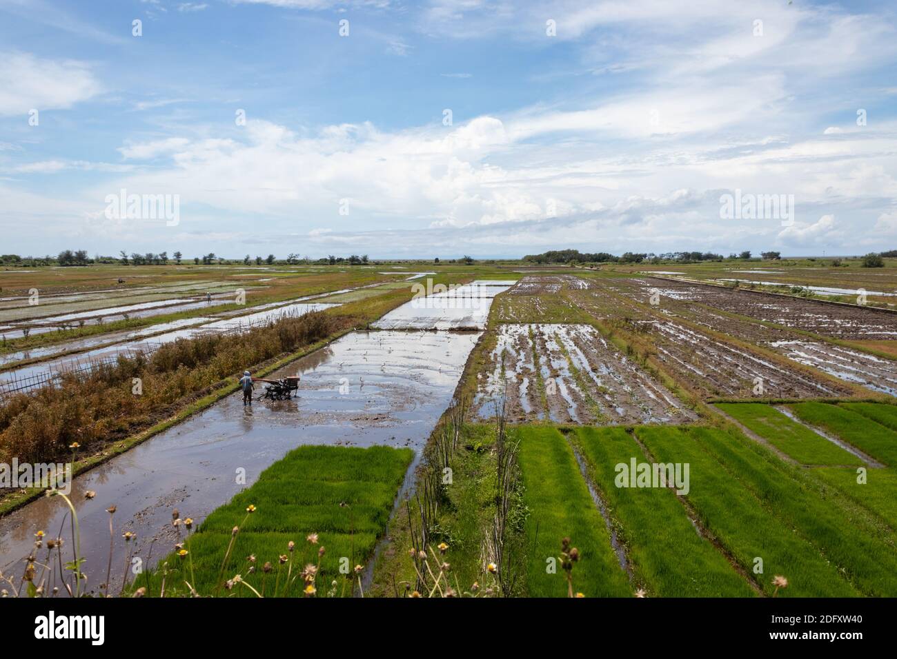 A stretch of rice field with a clear Stock Photo - Alamy