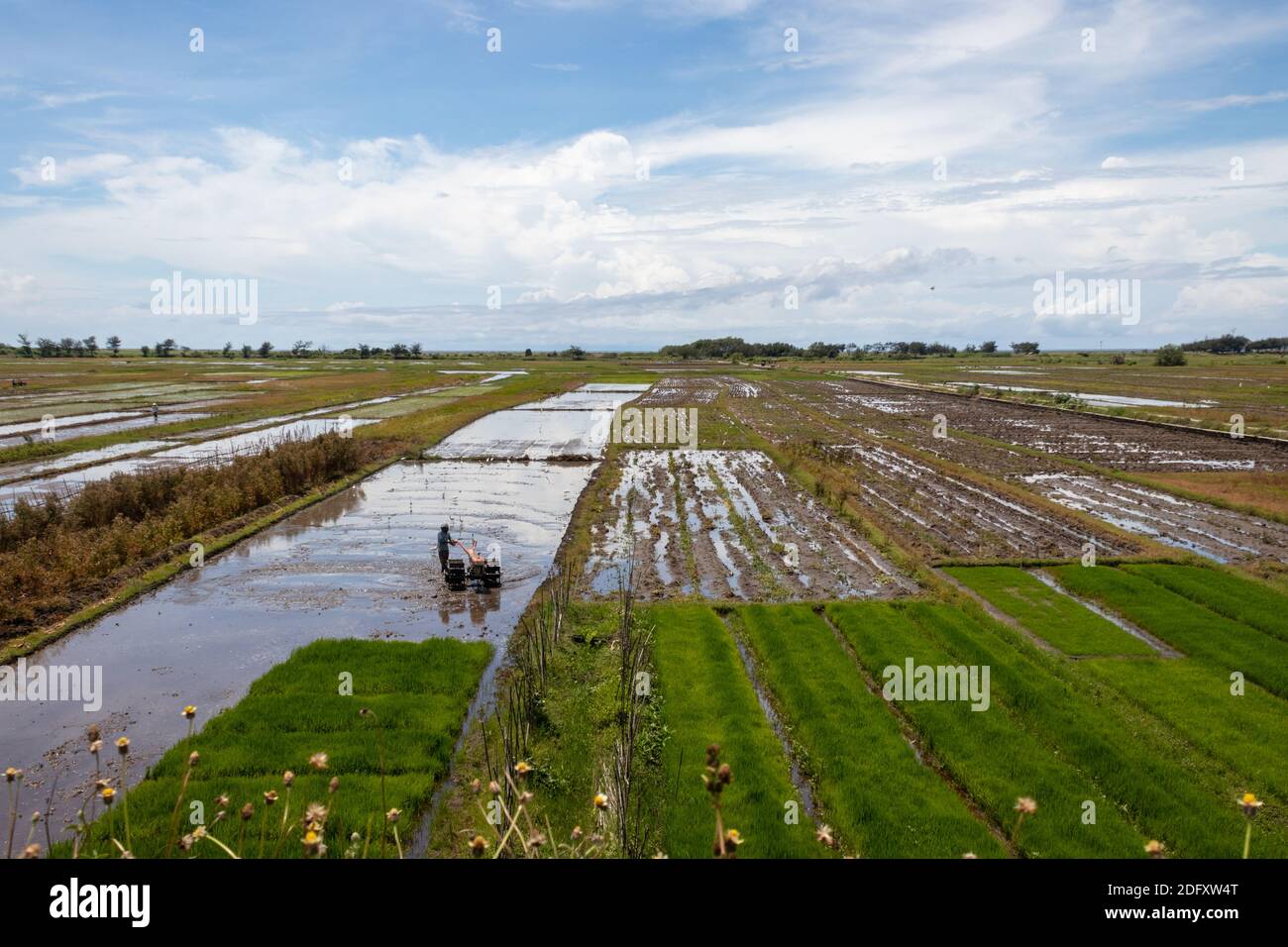 A stretch of rice field with a clear Stock Photo - Alamy