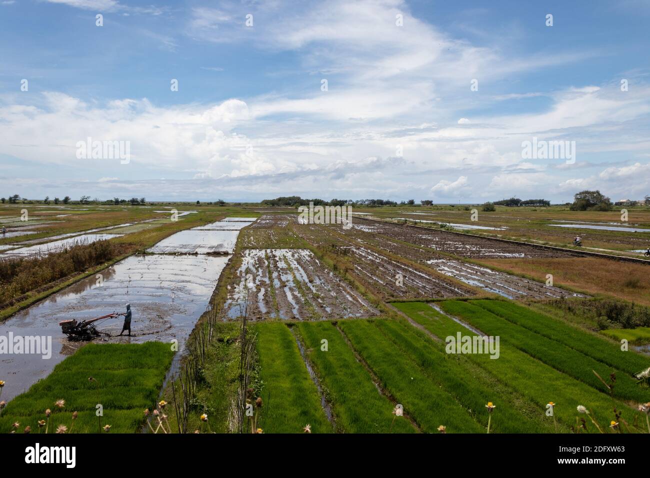 A stretch of rice field with a clear Stock Photo - Alamy