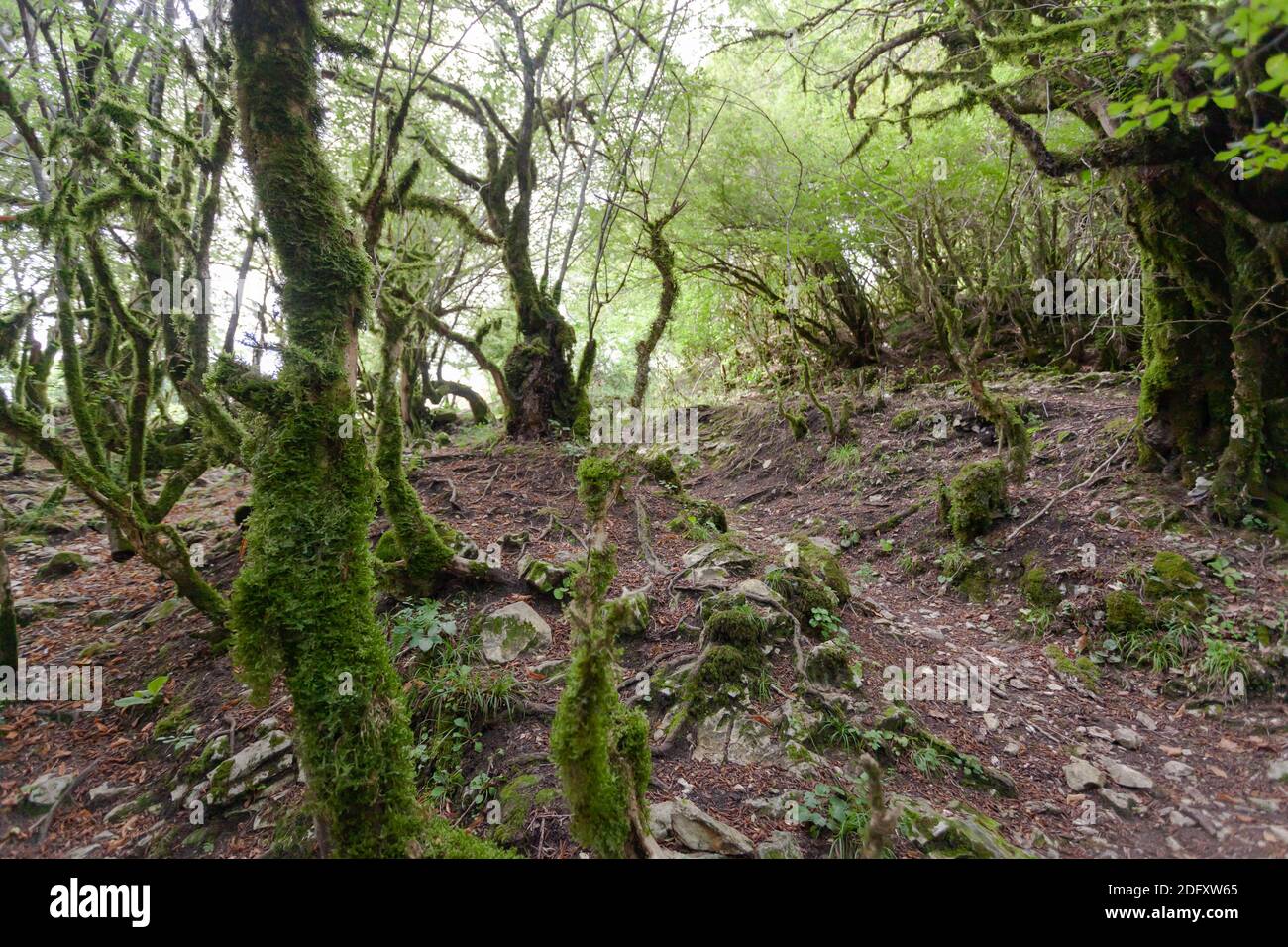 Mountain path among trees Stock Photo - Alamy