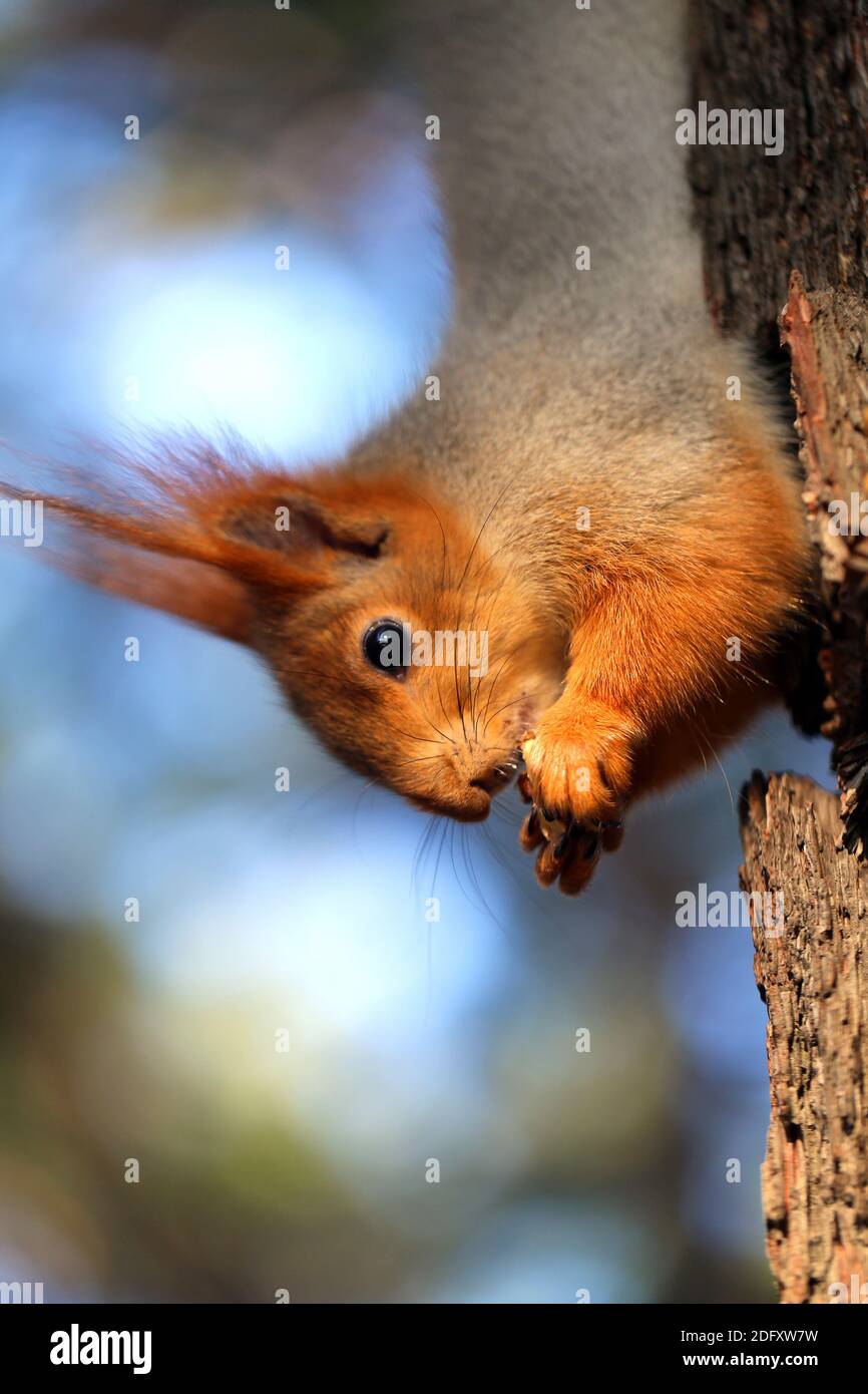 Red haired squirrel hi-res stock photography and images - Alamy