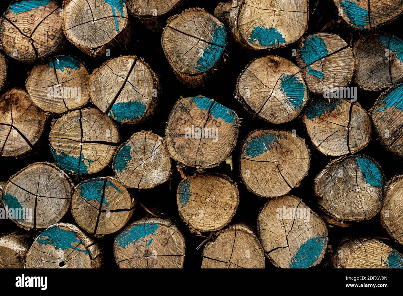 Cut logs are placed with color of texture background Stock Photo - Alamy