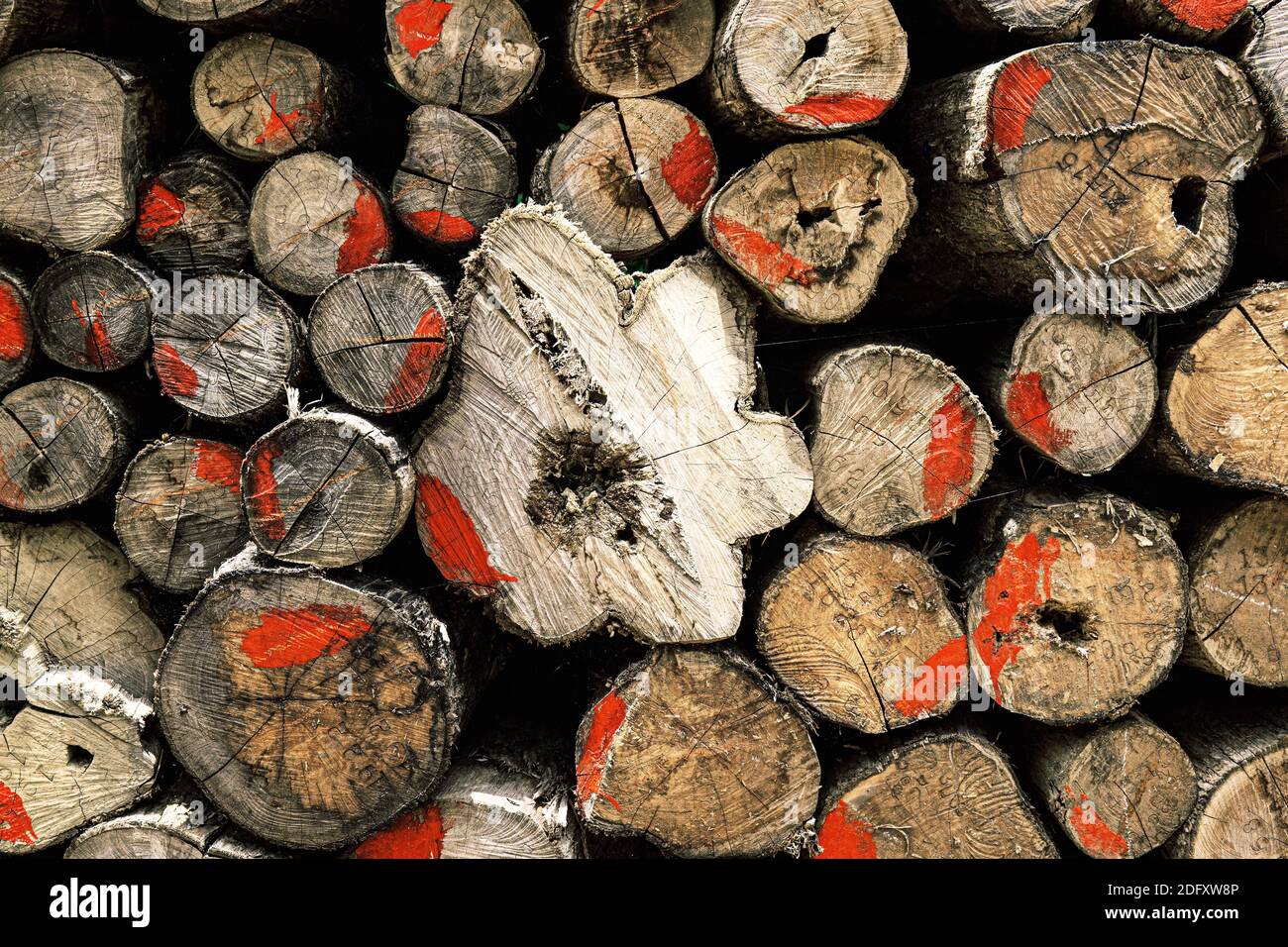 Cut logs are placed with the texture background Stock Photo - Alamy