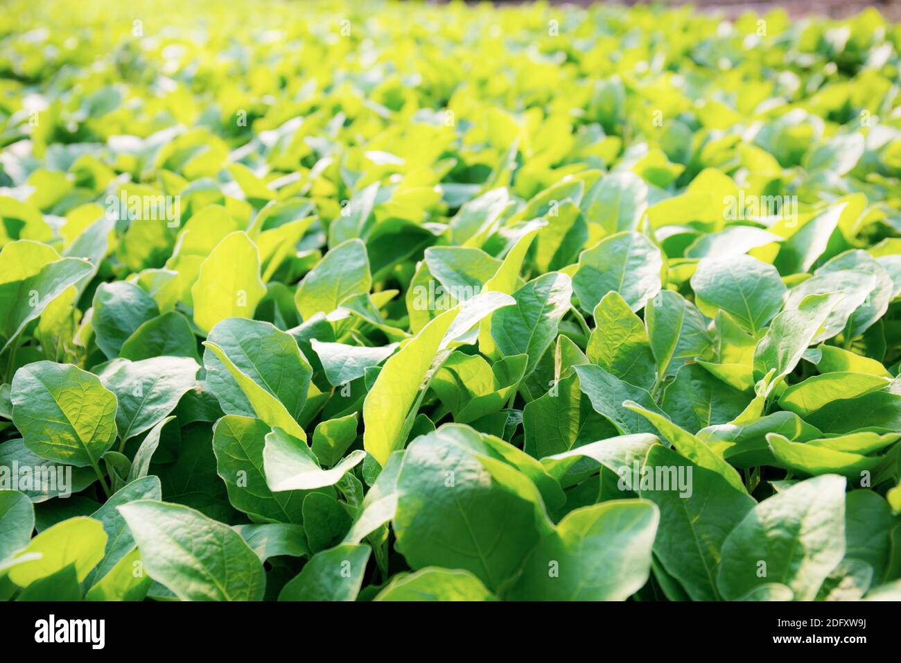 Green organic vegetables growing with the sunlight Stock Photo - Alamy