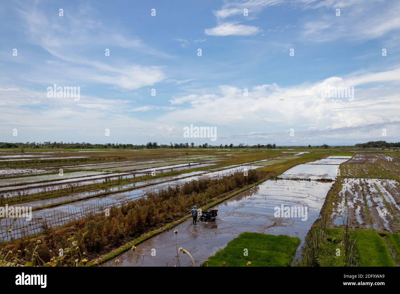 A stretch of rice field with a clear Stock Photo - Alamy