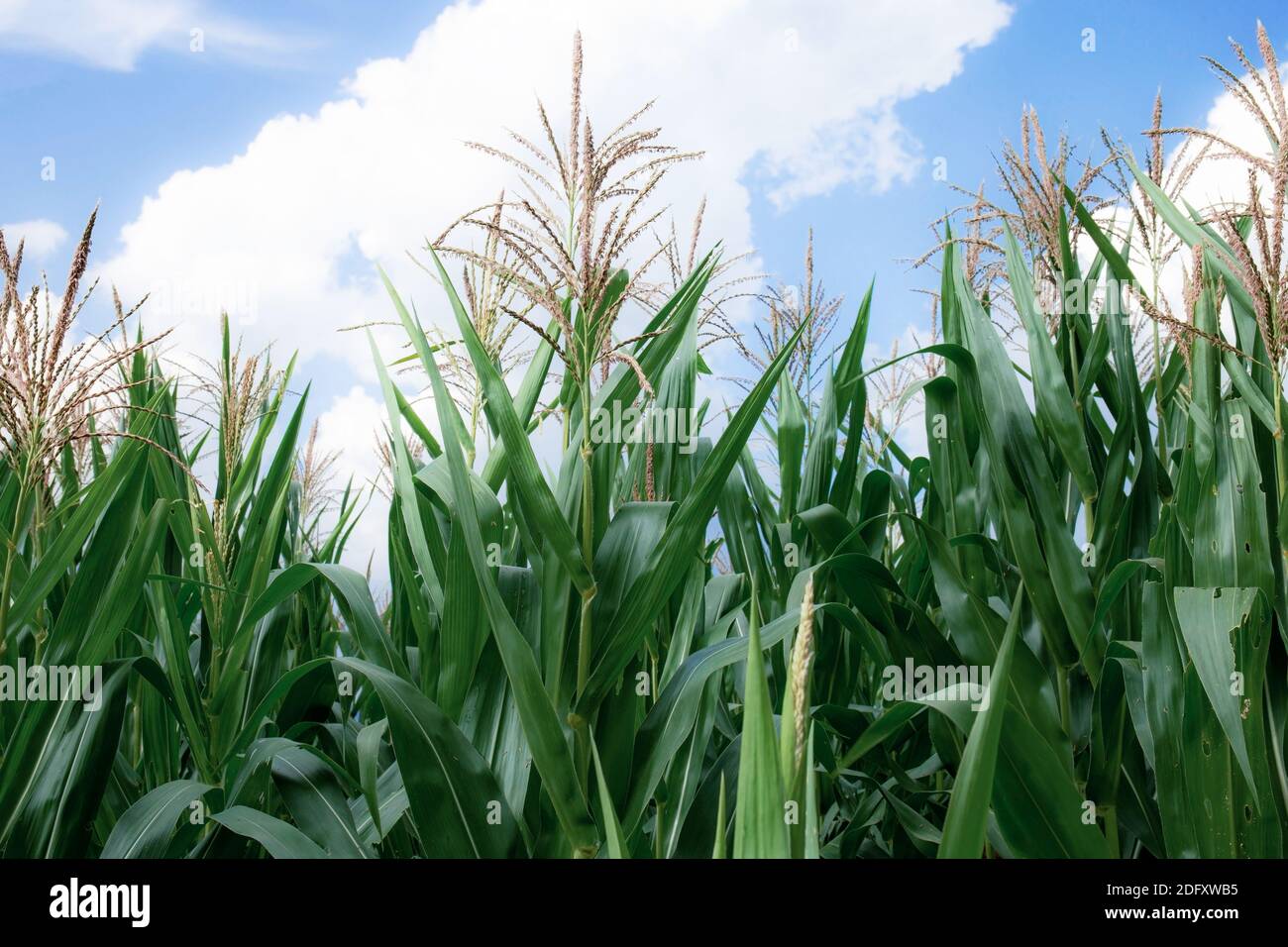 Pollen on corn plant growing with the blue sky Stock Photo - Alamy