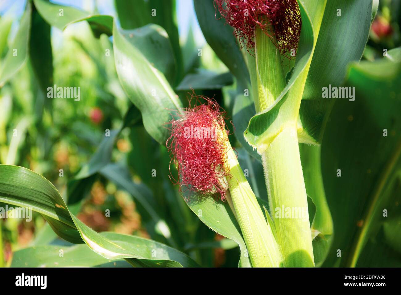 Pollen on corn tree are growing with the sunlight Stock Photo - Alamy