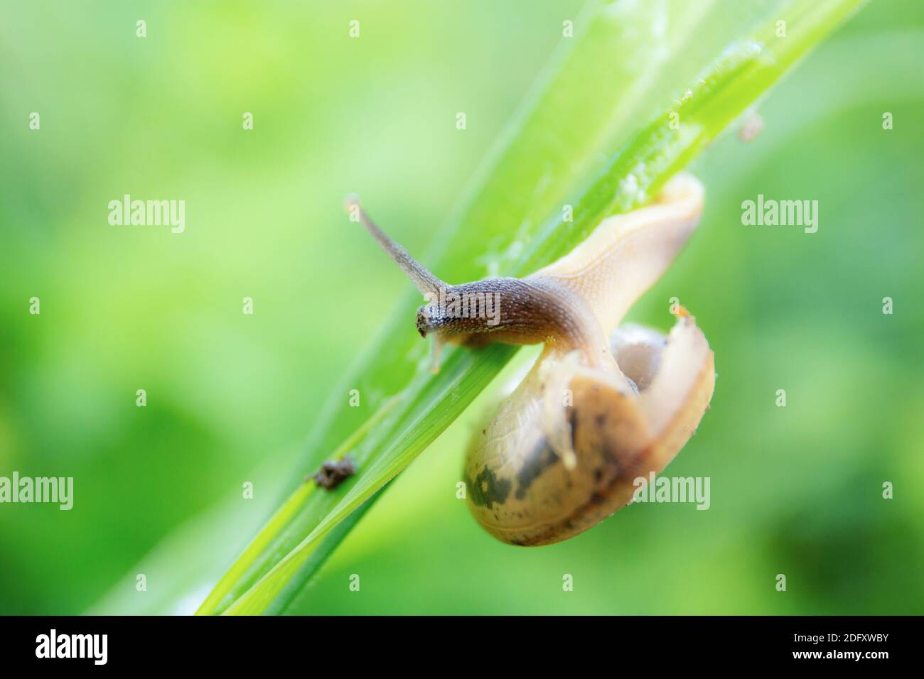 Snail in rainy season hi-res stock photography and images - Alamy