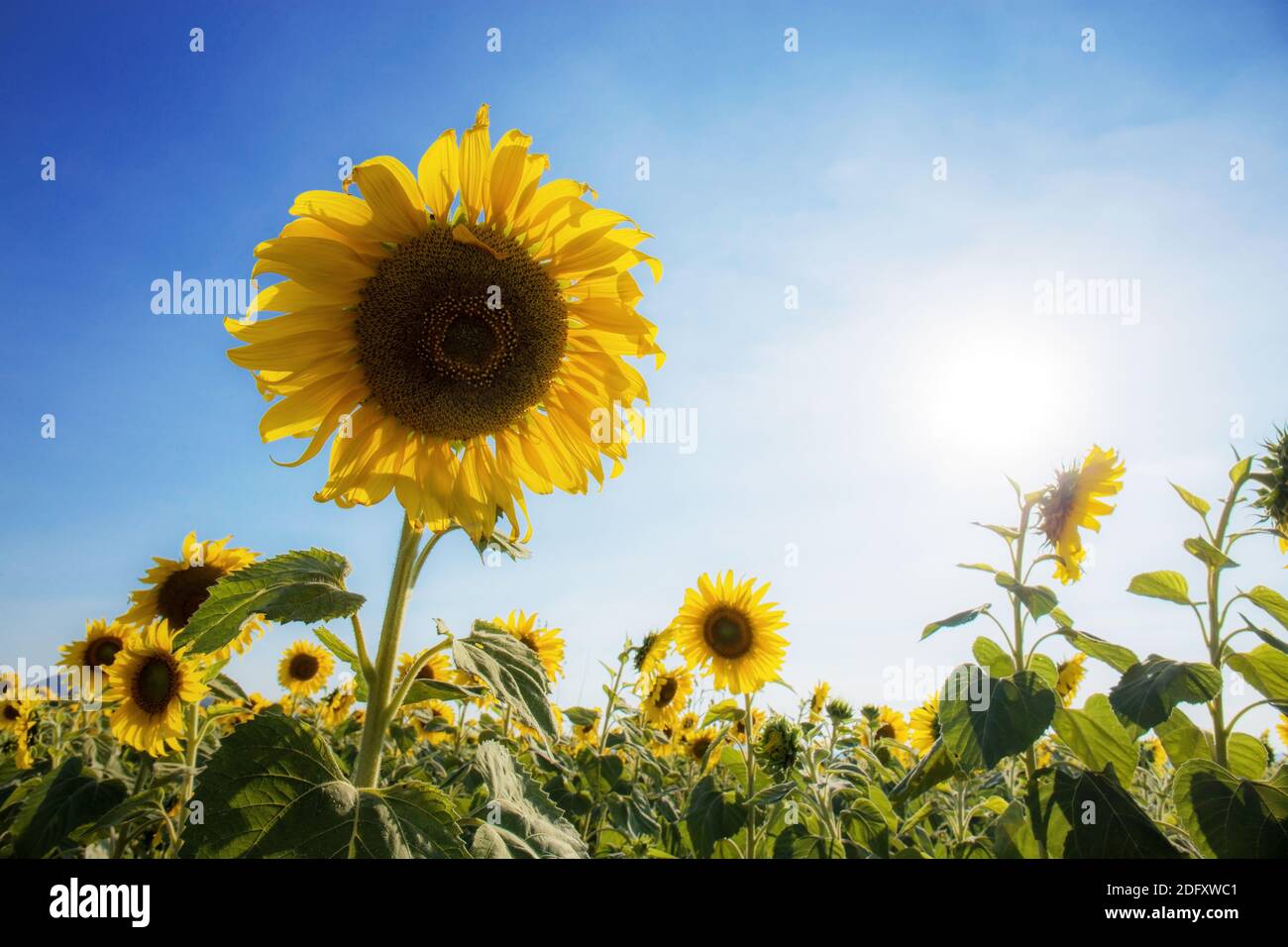 Sunflower in winter with the blue sky at sunlight Stock Photo - Alamy