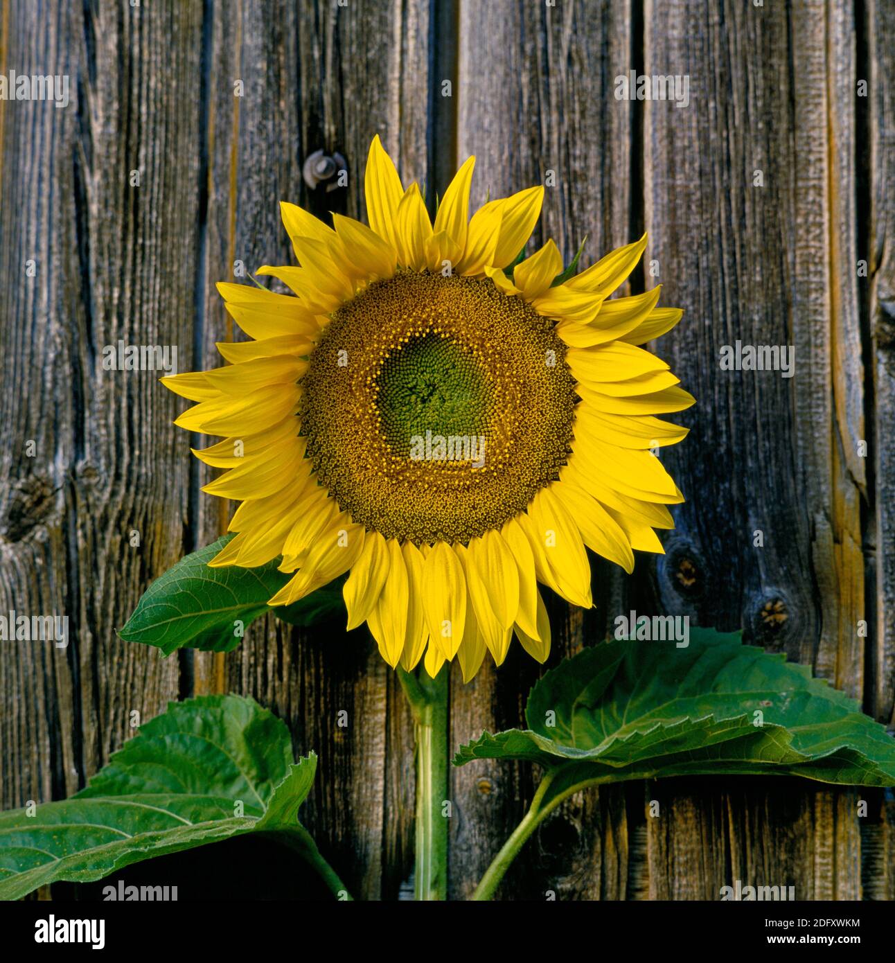 Old sunflower hi-res stock photography and images - Alamy
