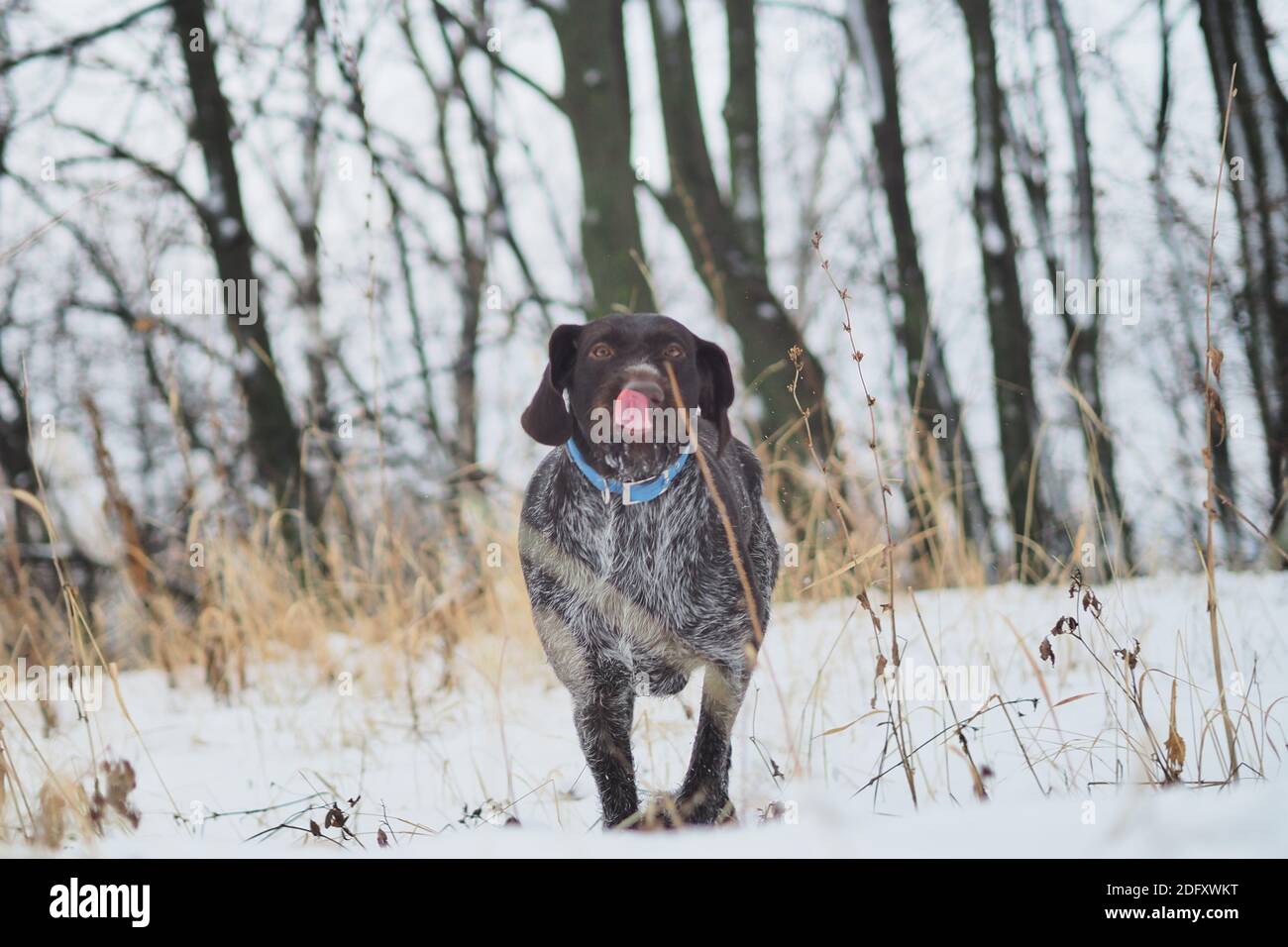 Hunting dog in the winter in the forest. German Drathaar Stock Photo ...