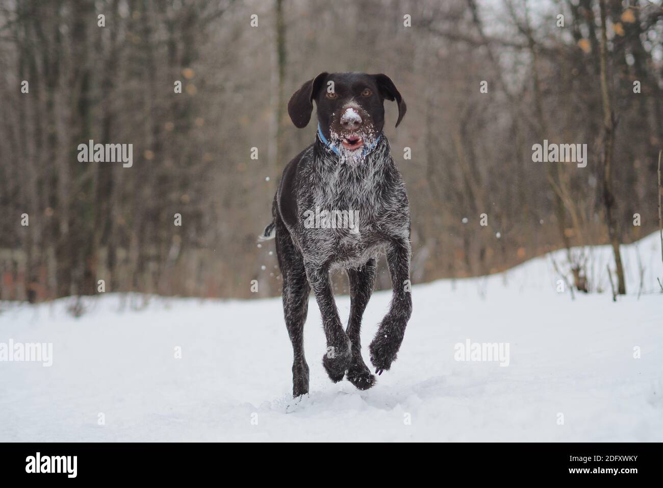 Hunting dog in the winter in the forest. German Drathaar Stock Photo ...