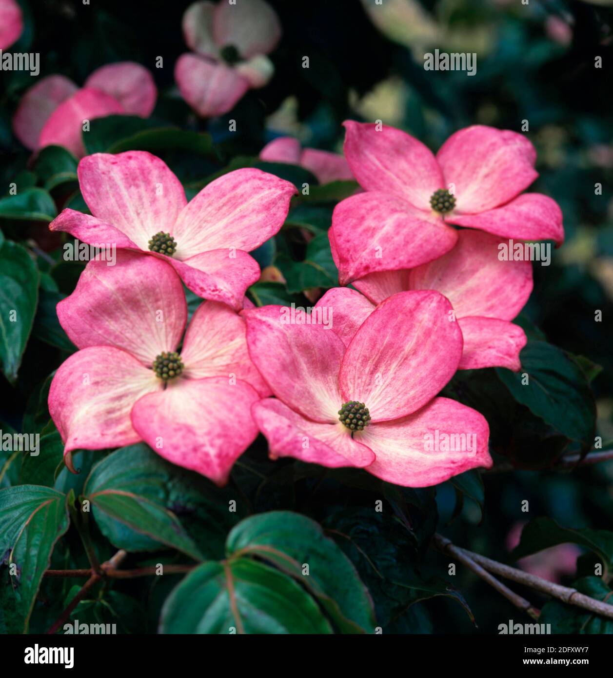 Cornus florida f rubra hi-res stock photography and images - Alamy