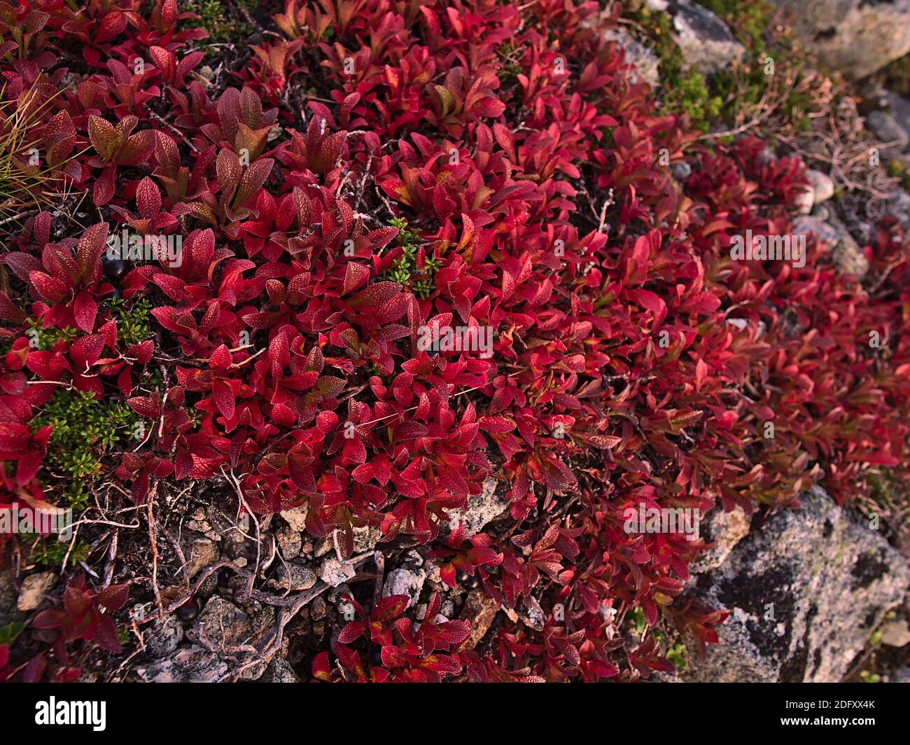 Closeup bright hi-res stock photography and images - Alamy