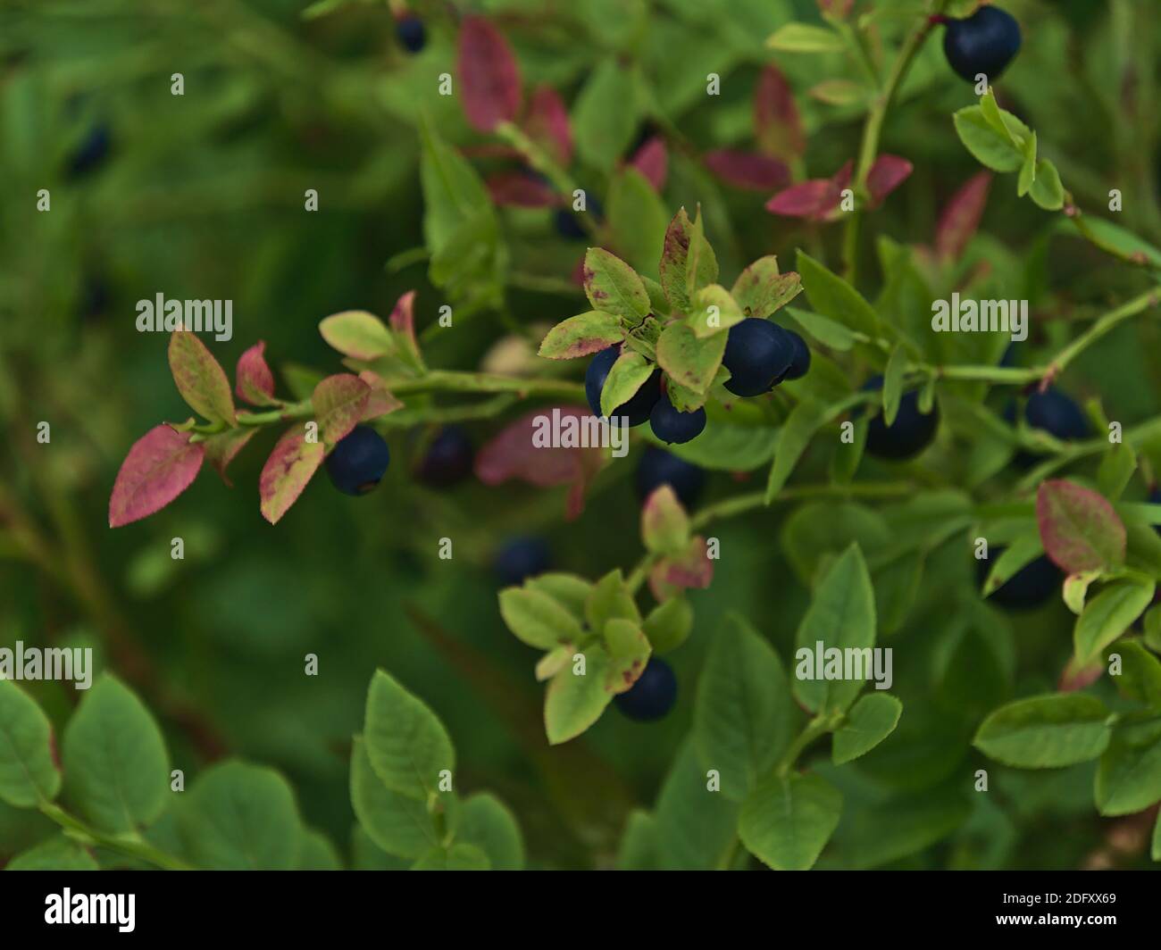 Healthy blueberry plant leaves hi-res stock photography and images - Alamy