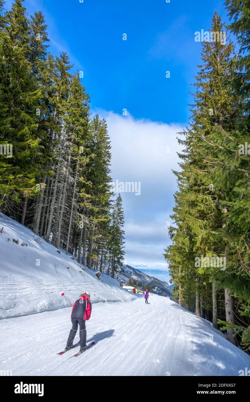 Ski resort in sunny weather. Tall spruce forest. Skier on a narrow and ...