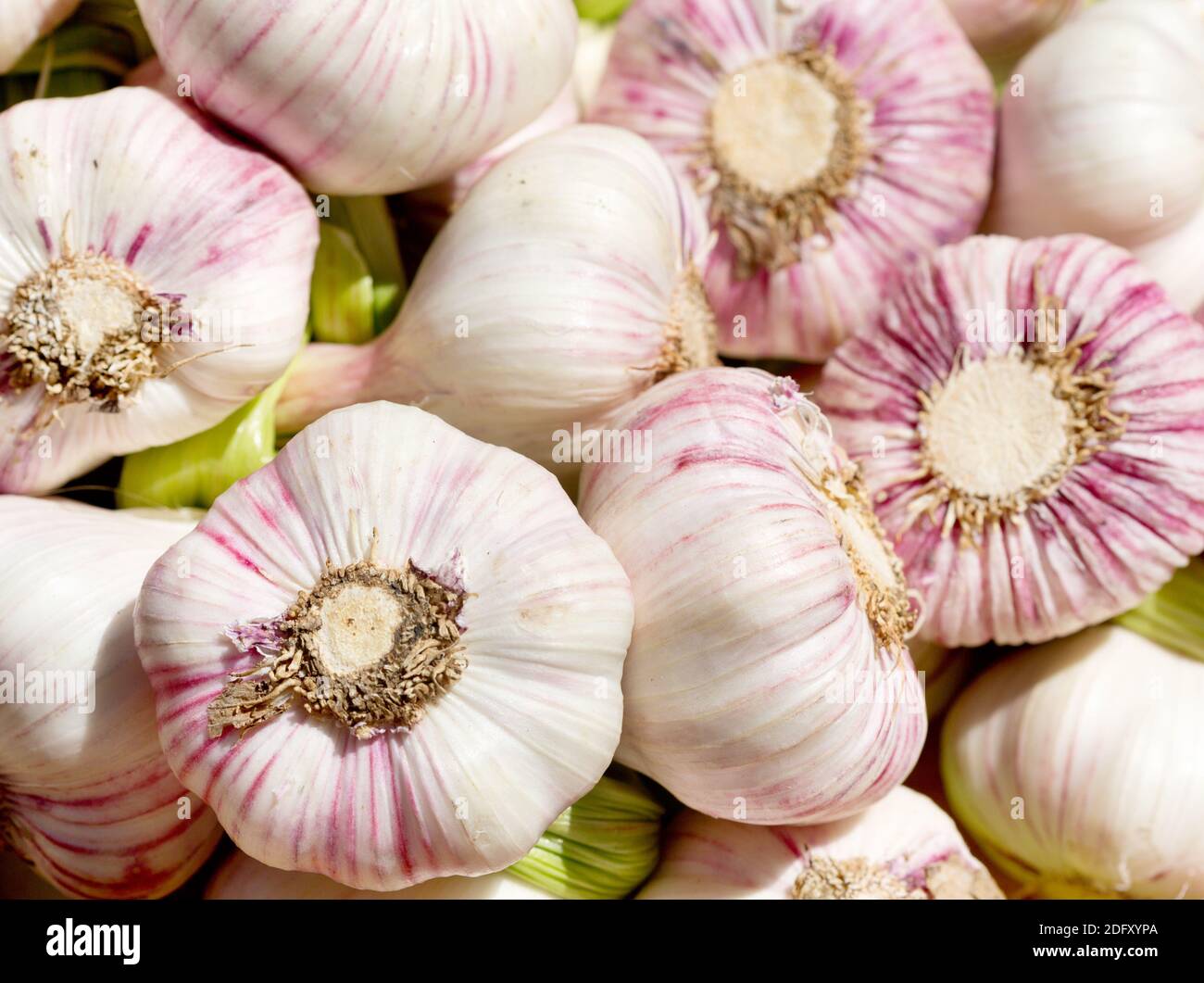 fresh young garlic as background Stock Photo - Alamy
