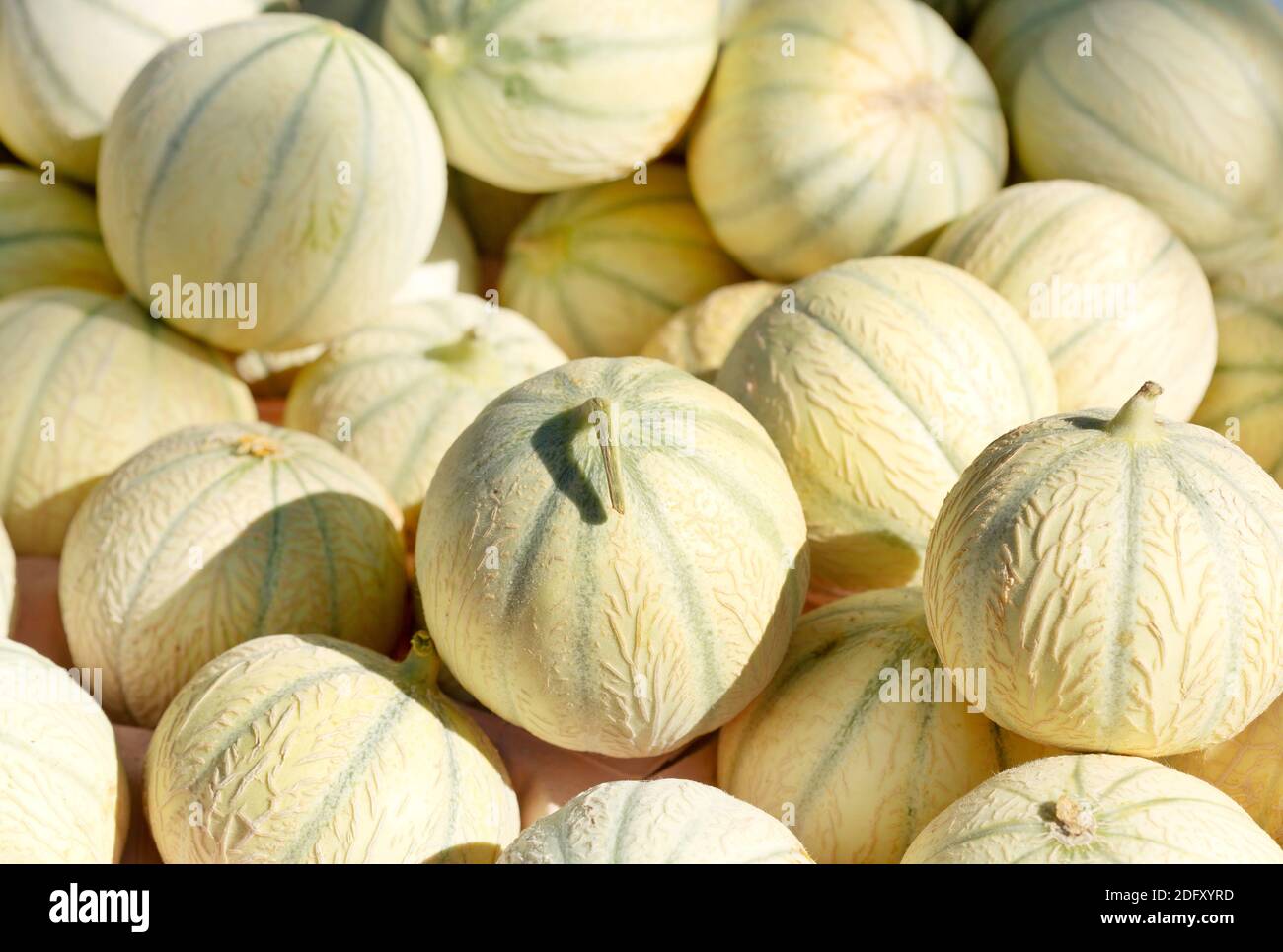 fresh melons on a market Stock Photo - Alamy