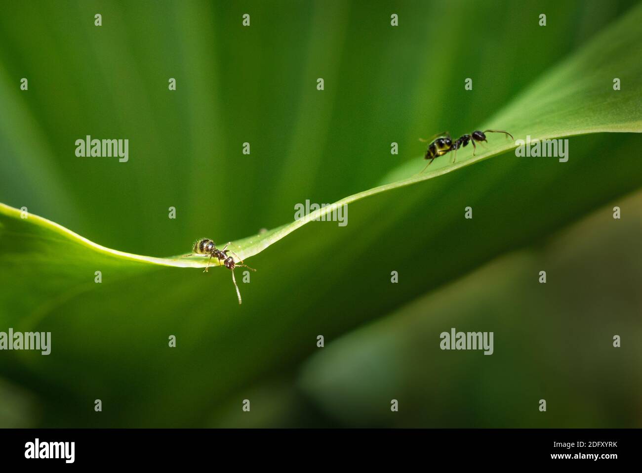 Two ants hi-res stock photography and images - Alamy