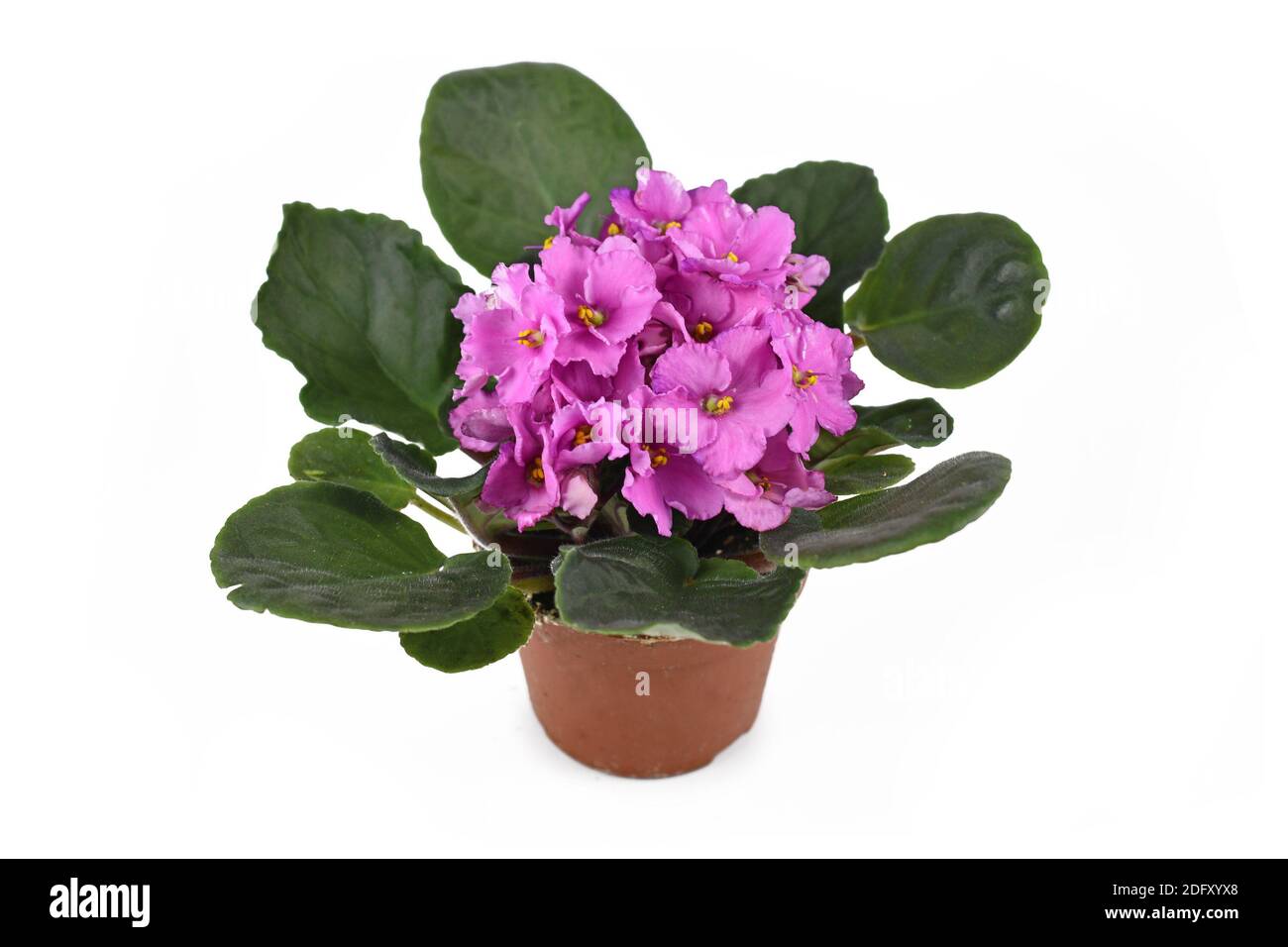 Blooming pink 'African Violets' plant in flower pot isolated on white ...