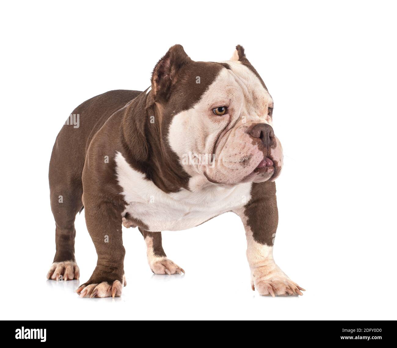 american bully in front of white background Stock Photo - Alamy