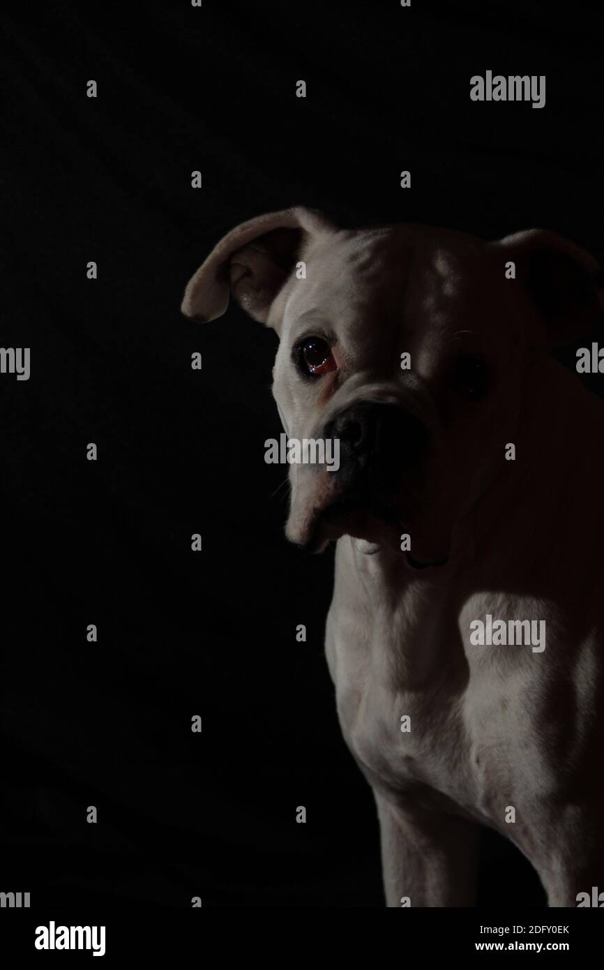 White boxer dog portrait over a black background Stock Photo - Alamy
