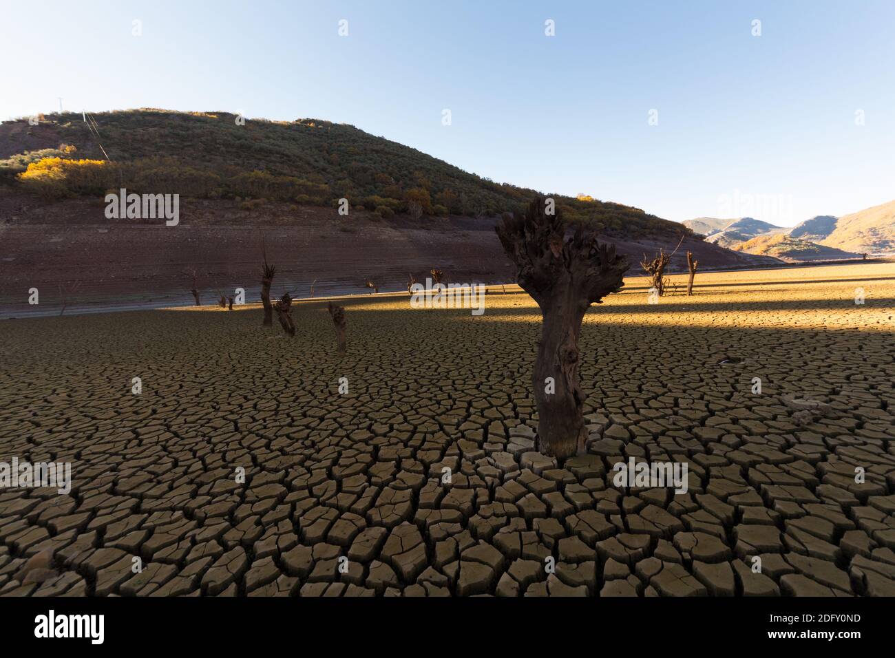Old dry trees in an arid soil in the bottom of a reservoir Stock Photo ...
