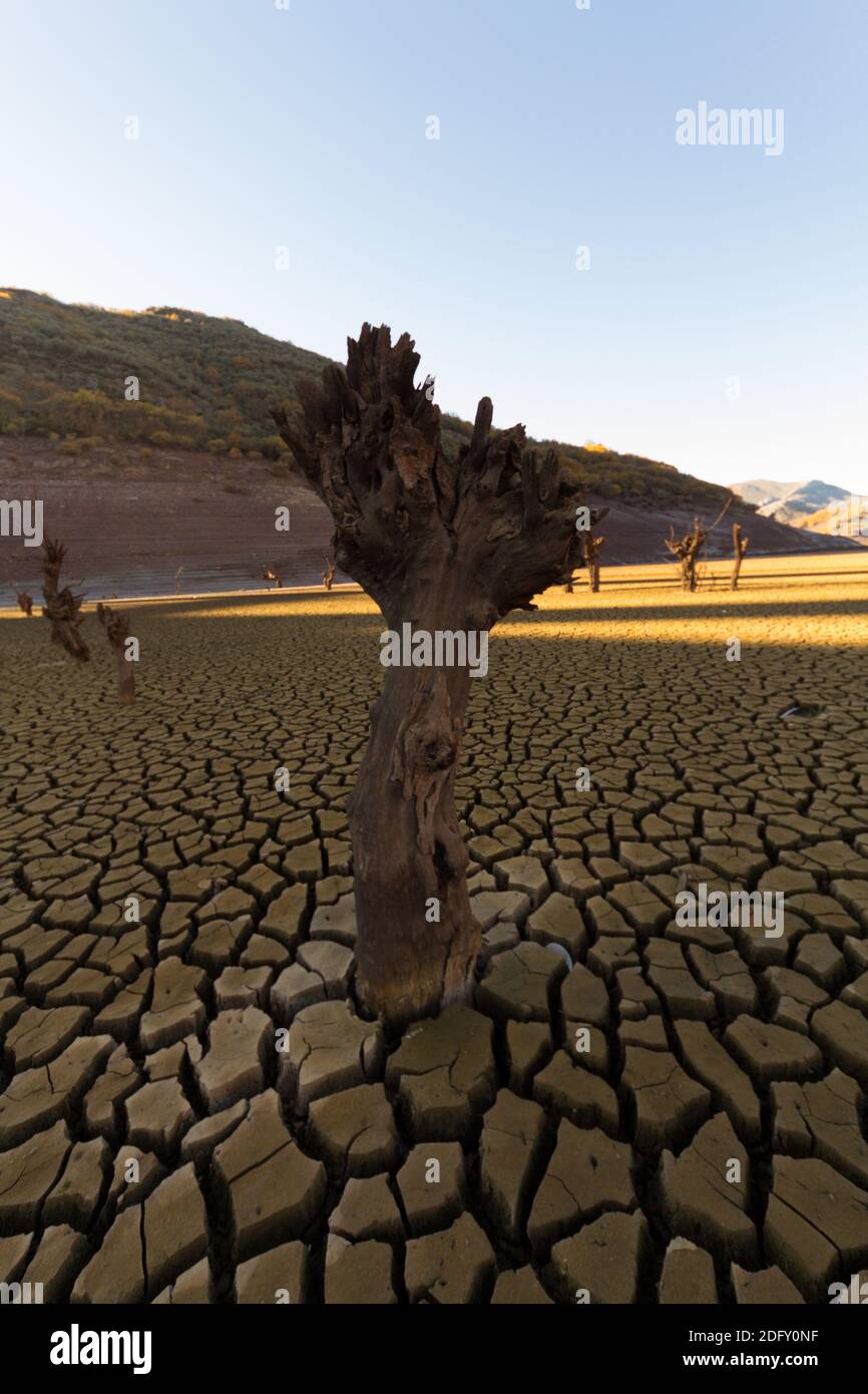 Old dry trees in an arid soil in the bottom of a reservoir Stock Photo ...