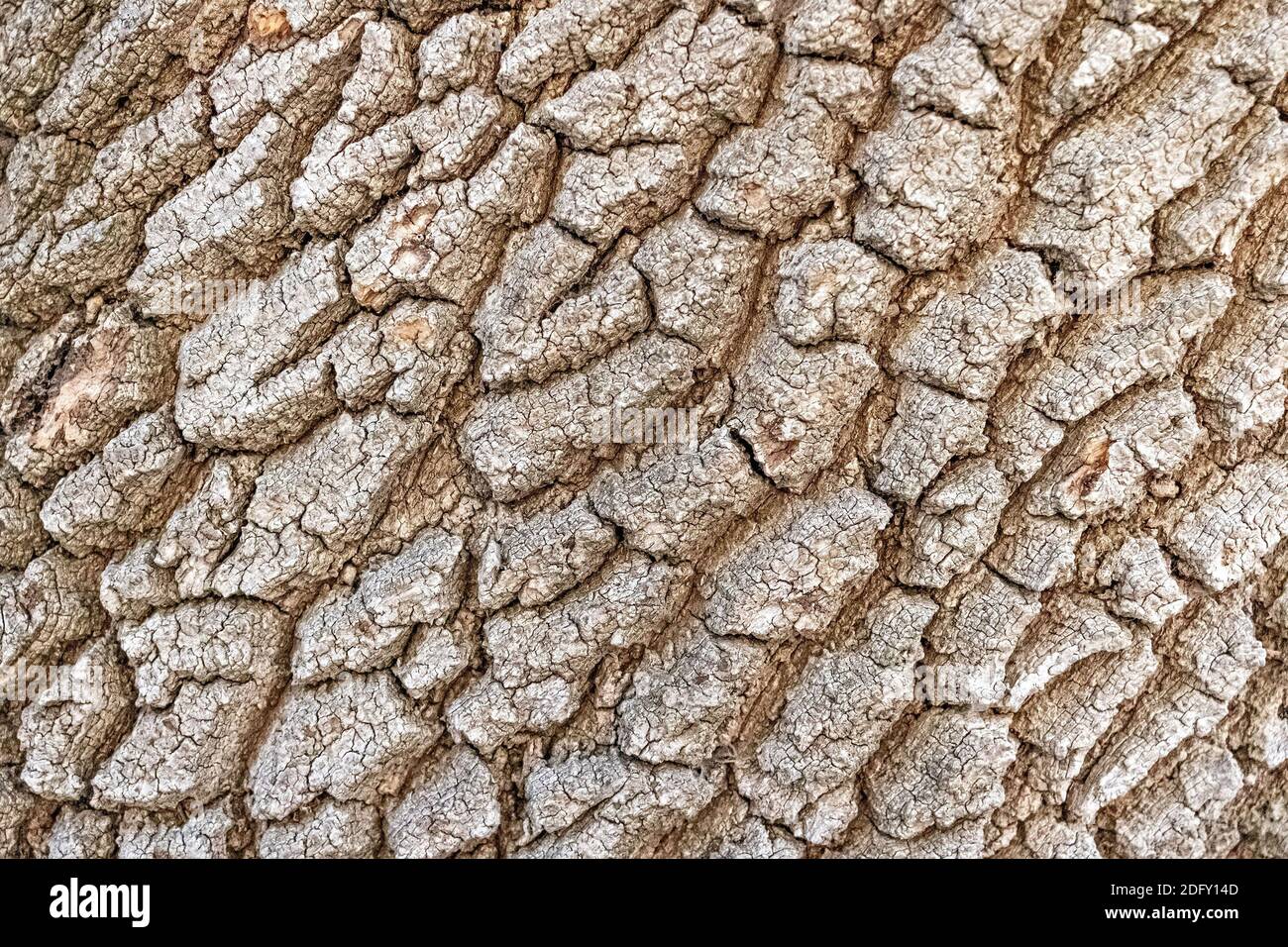 Close up wood texture hi-res stock photography and images - Alamy