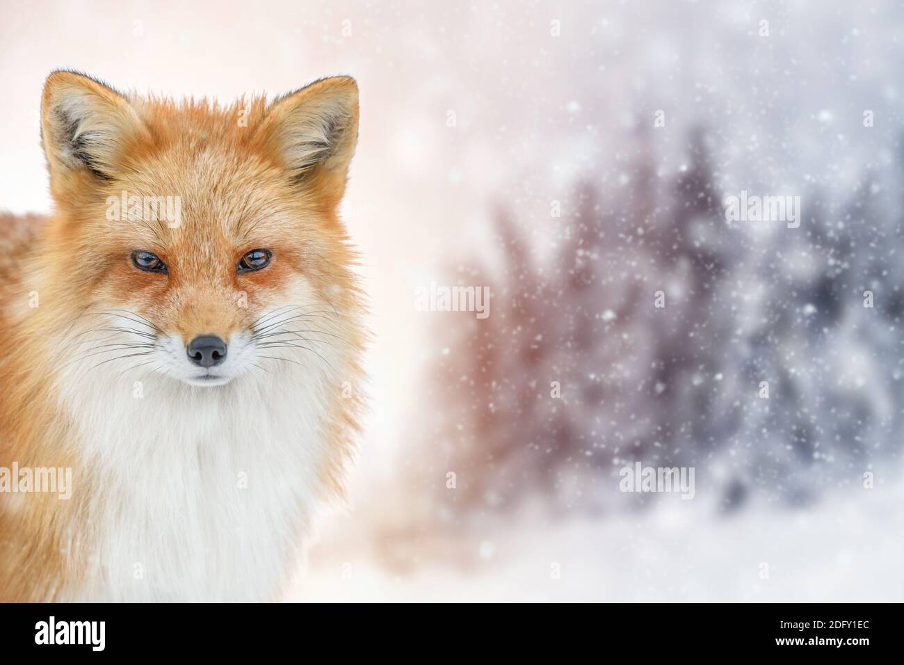 Beautiful Nature Winter Animals